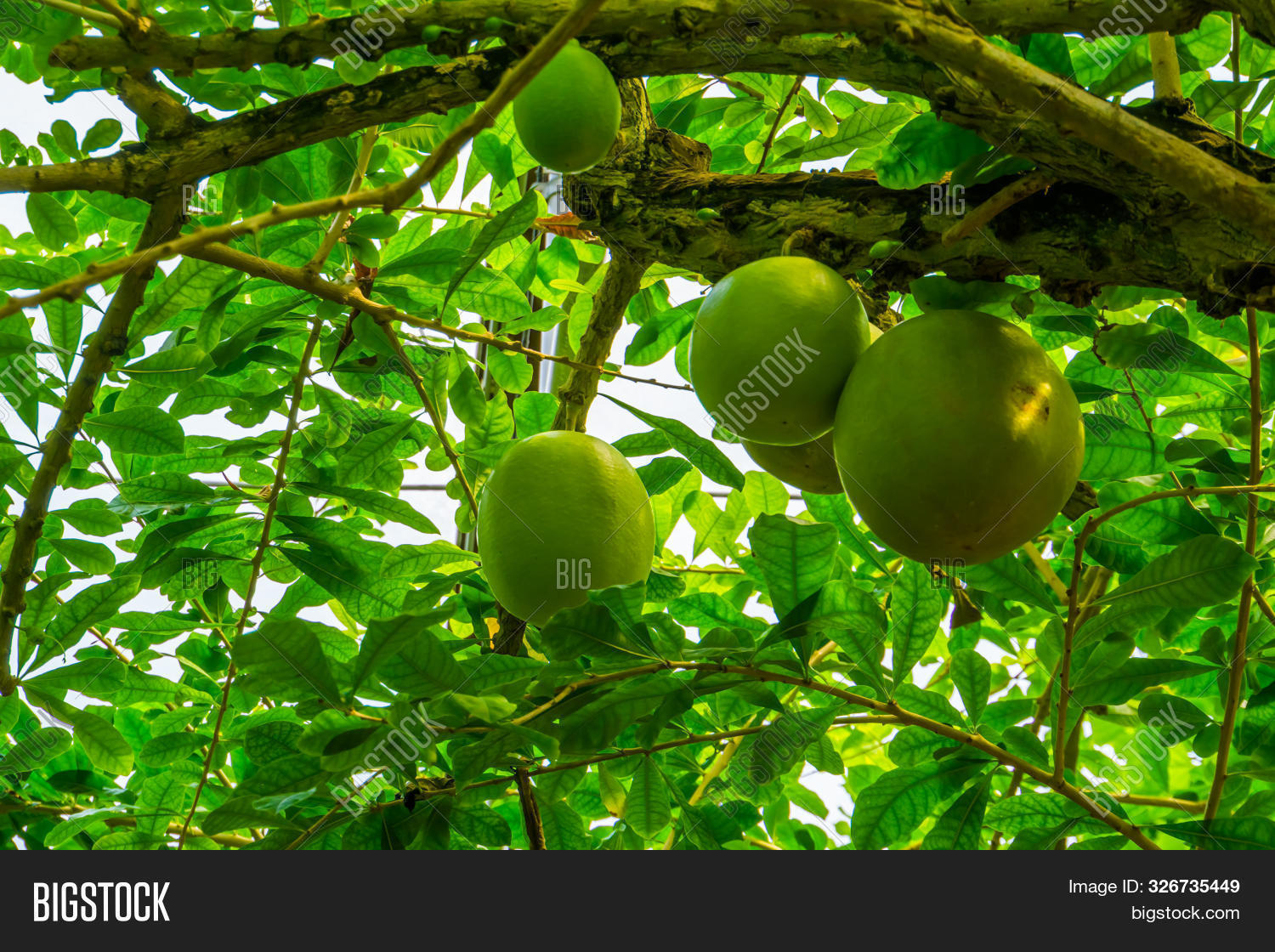 Tree Branch Big Fruits Image & Photo (Free Trial) | Bigstock