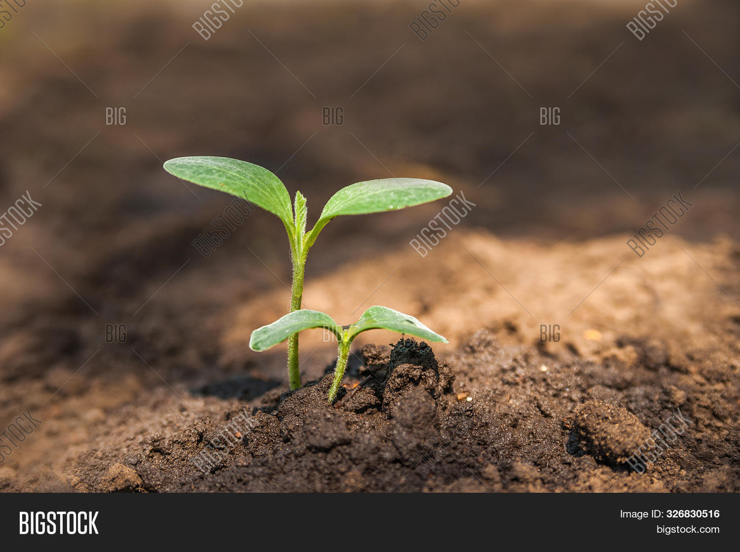 Transplanting Plants Image & Photo (Free Trial) | Bigstock