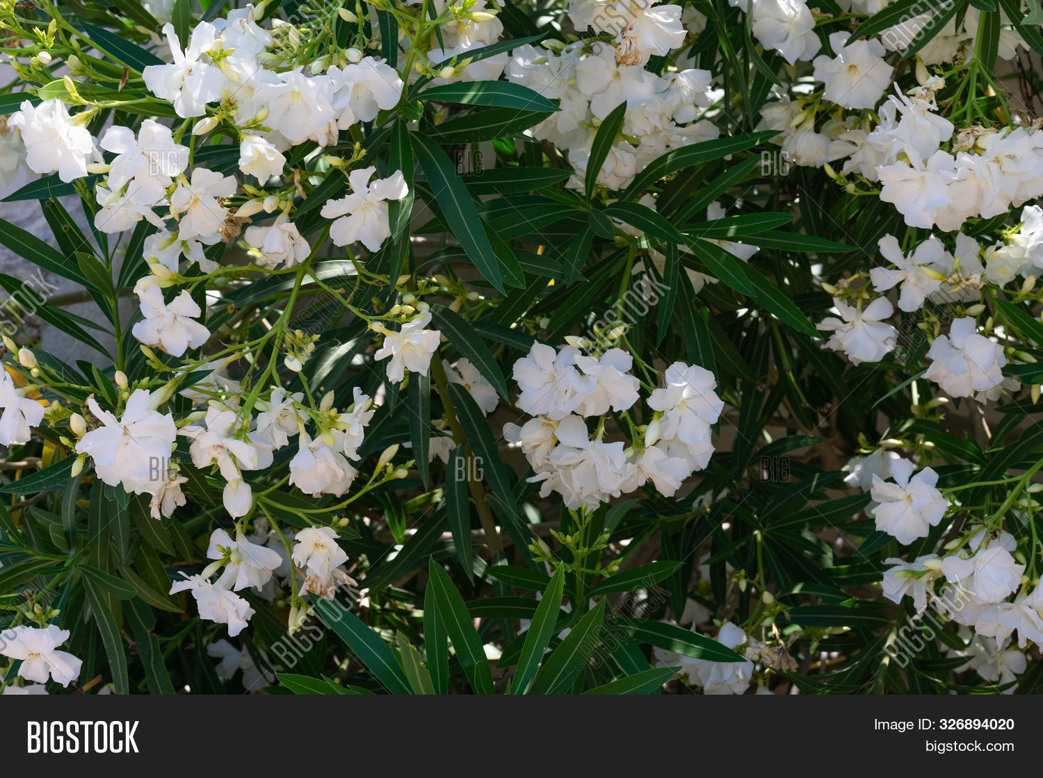 Lovely Blooming White Image & Photo (Free Trial) | Bigstock