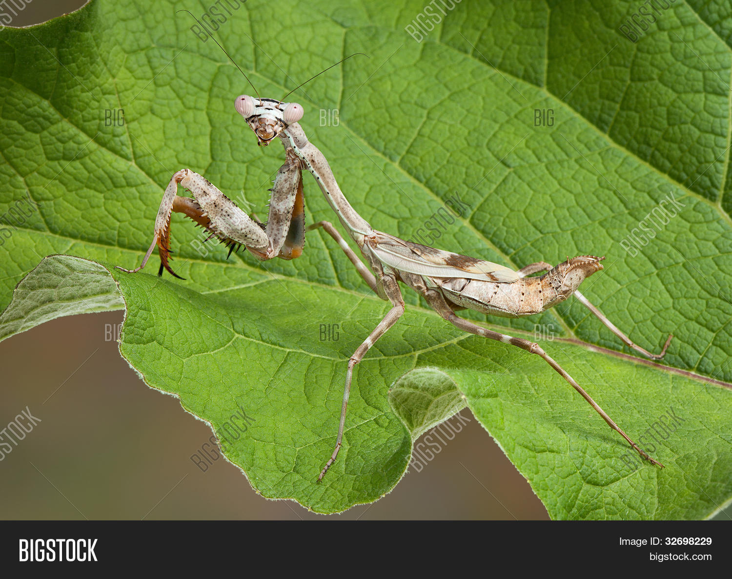 Budwing Mantis On Leaf Image & Photo (Free Trial) | Bigstock