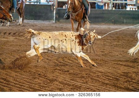 Young Cow Being Image & Photo (Free Trial) | Bigstock