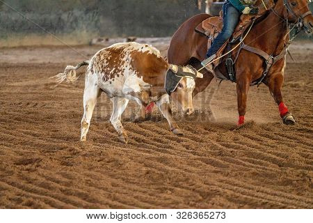 Young Cow Being Image & Photo (Free Trial) | Bigstock