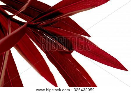 Red Tropical Plant Image & Photo (Free Trial) | Bigstock