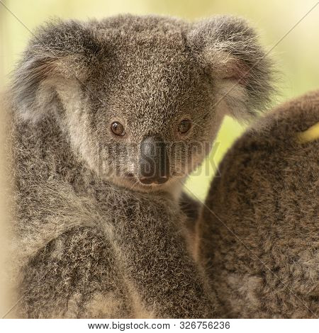 Australian Koala Joey Image & Photo (Free Trial) | Bigstock