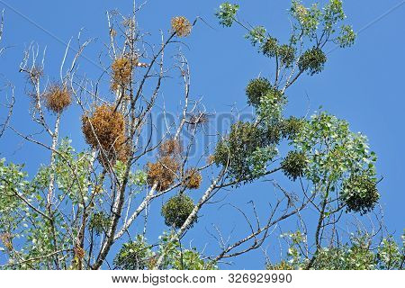 Mistletoe (mistel) - Image & Photo (Free Trial) | Bigstock