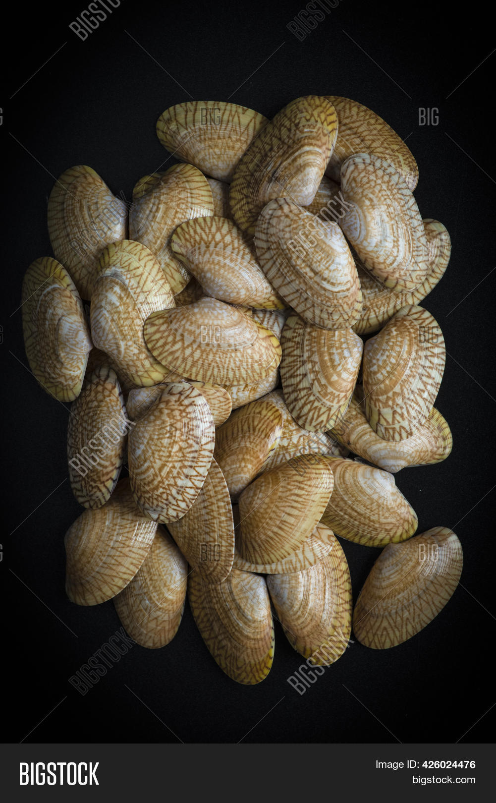 Edible Seafood Shells Image & Photo (Free Trial) | Bigstock