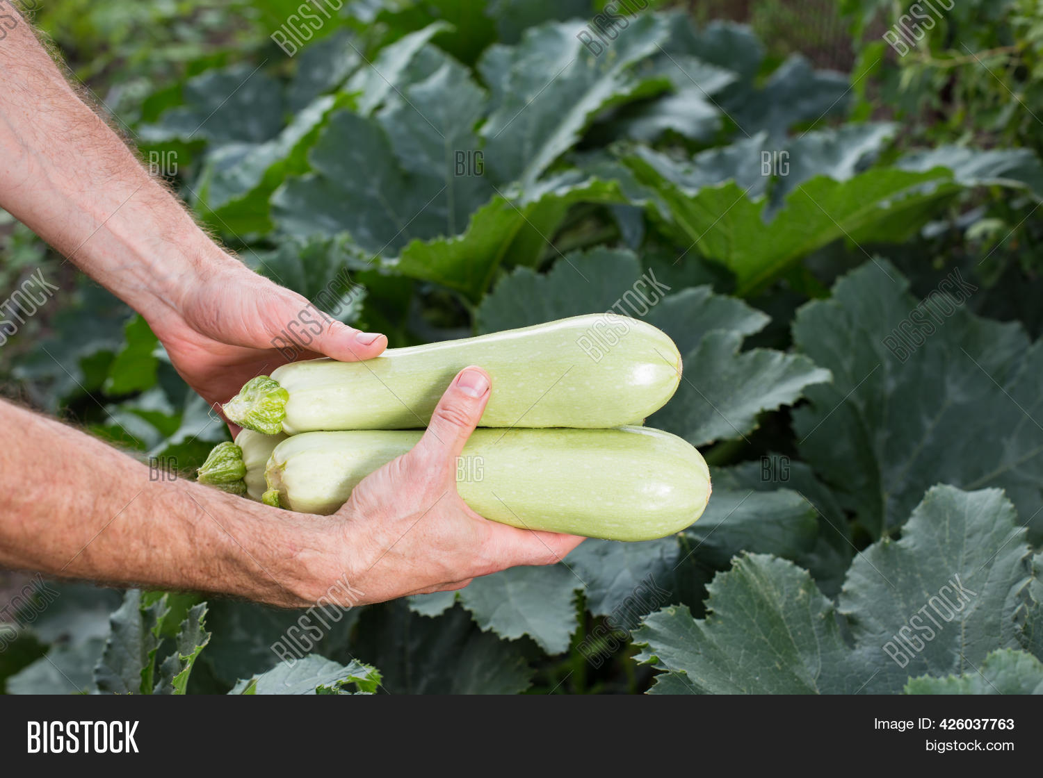 Male Hands Holding Image & Photo (Free Trial) | Bigstock