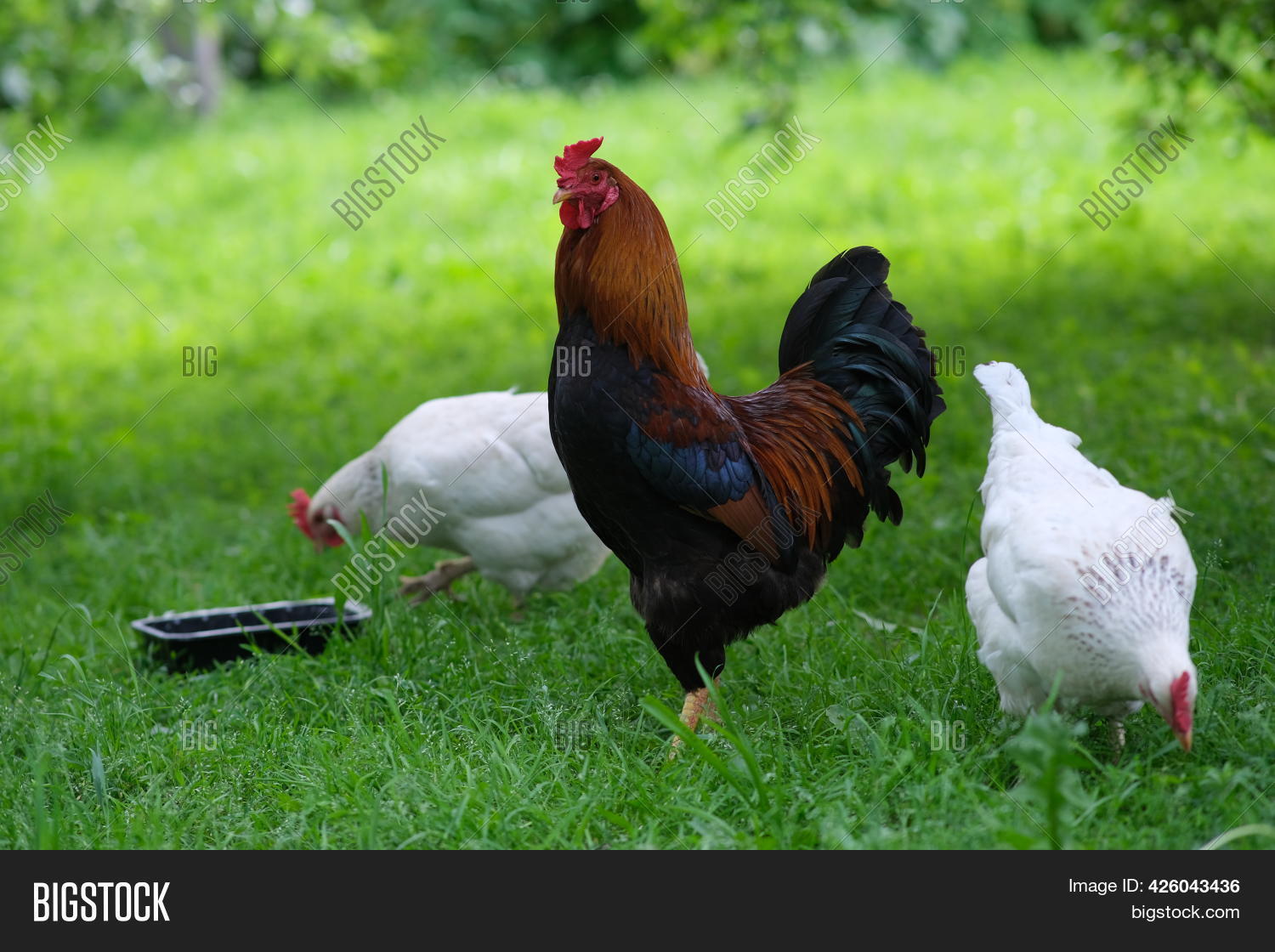 Chickens On Background Image & Photo (Free Trial) | Bigstock
