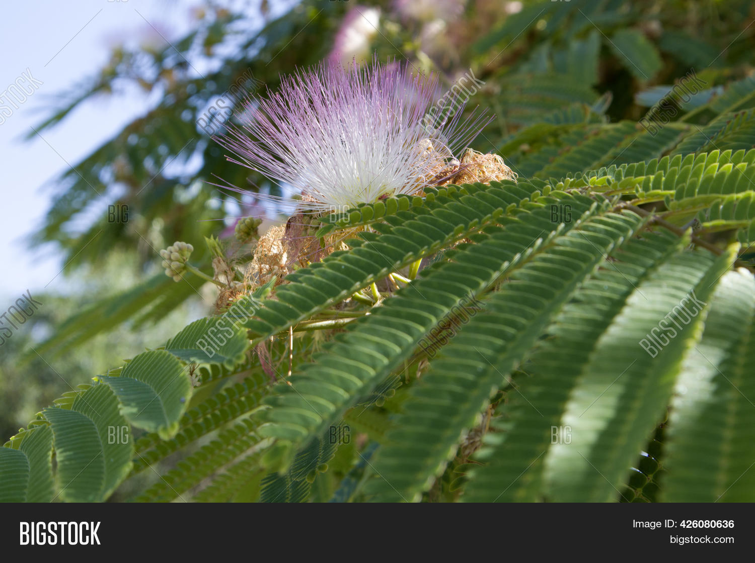 Flowers Albizia Image & Photo (Free Trial) | Bigstock