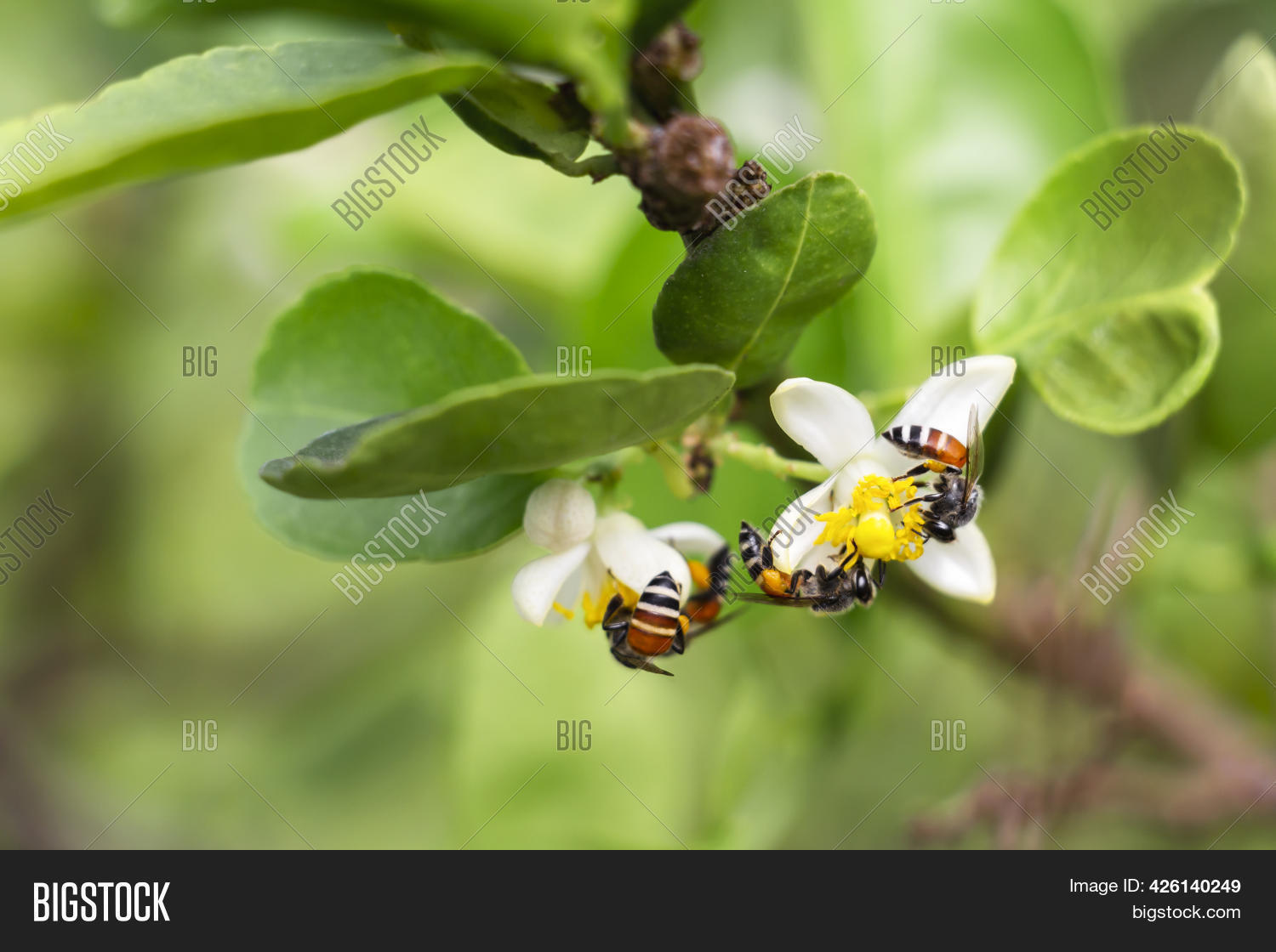 Honey Bee Apis Florea Image & Photo (Free Trial) | Bigstock
