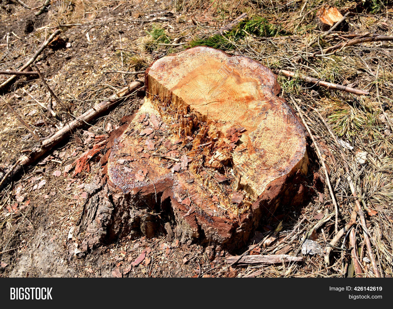 Stump Fir Tree After Image & Photo (Free Trial) | Bigstock