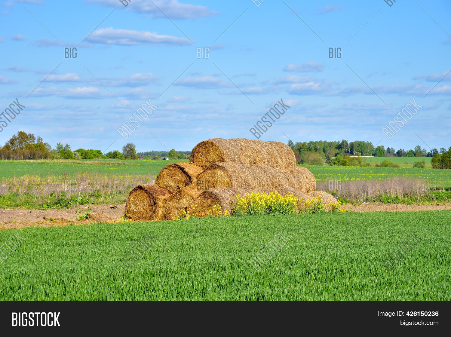 Hay Rolls On Field Image & Photo (Free Trial) | Bigstock
