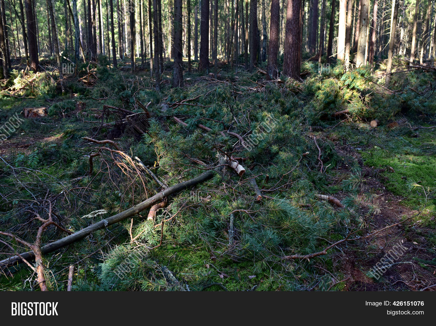Felled Pine Trees Image & Photo (Free Trial) | Bigstock