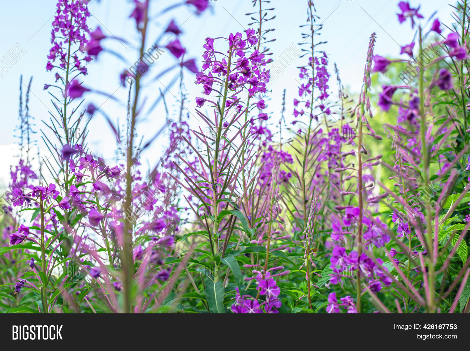 Field Blooming Sally Image & Photo (Free Trial) | Bigstock