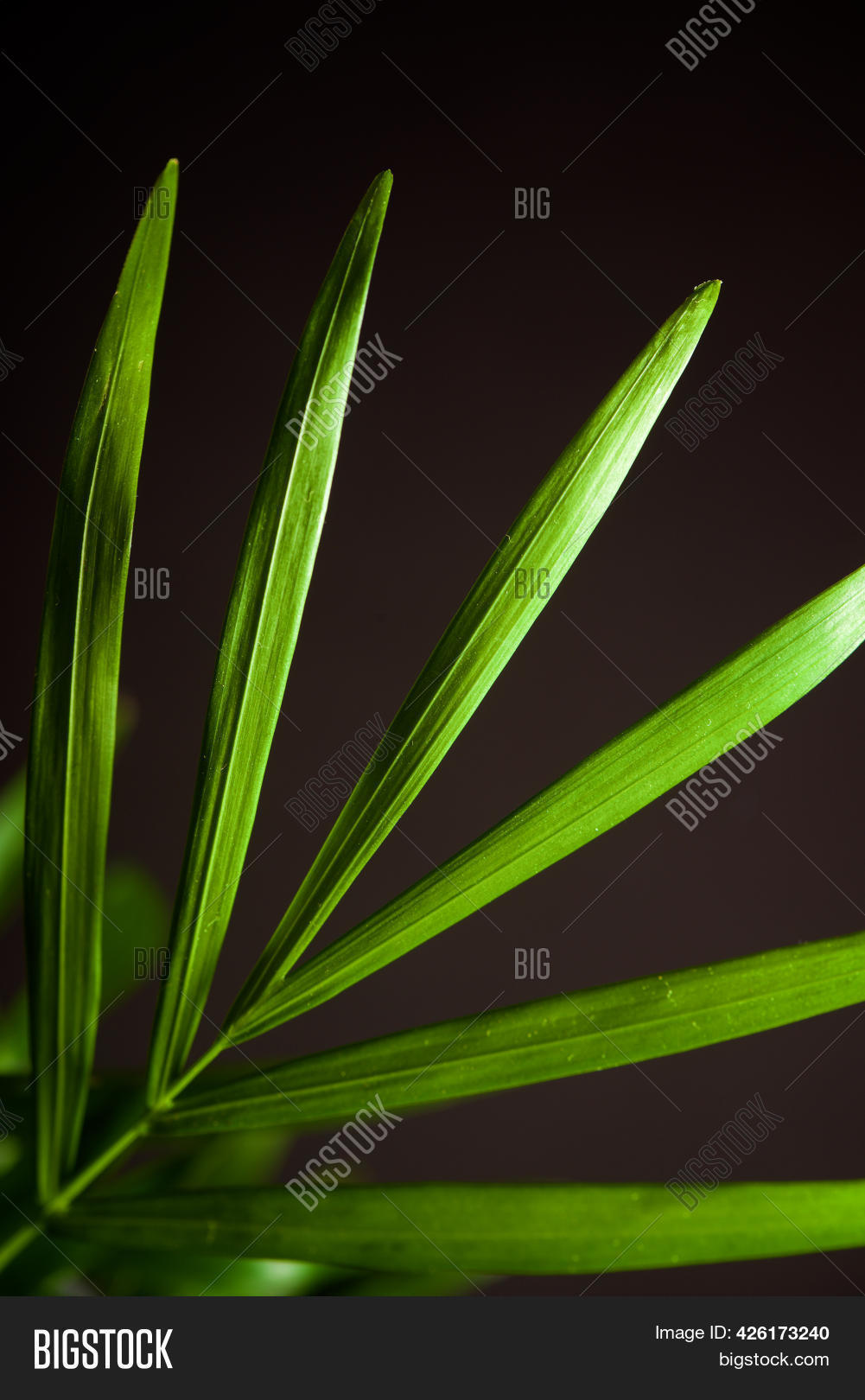 Close Little Palm Tree Image & Photo (Free Trial) | Bigstock