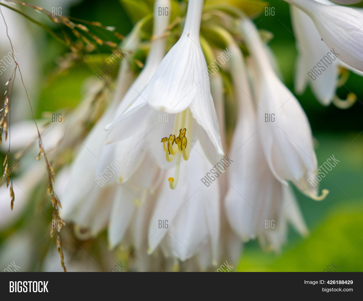 Blooming Hosta Flowers Image & Photo (Free Trial) | Bigstock