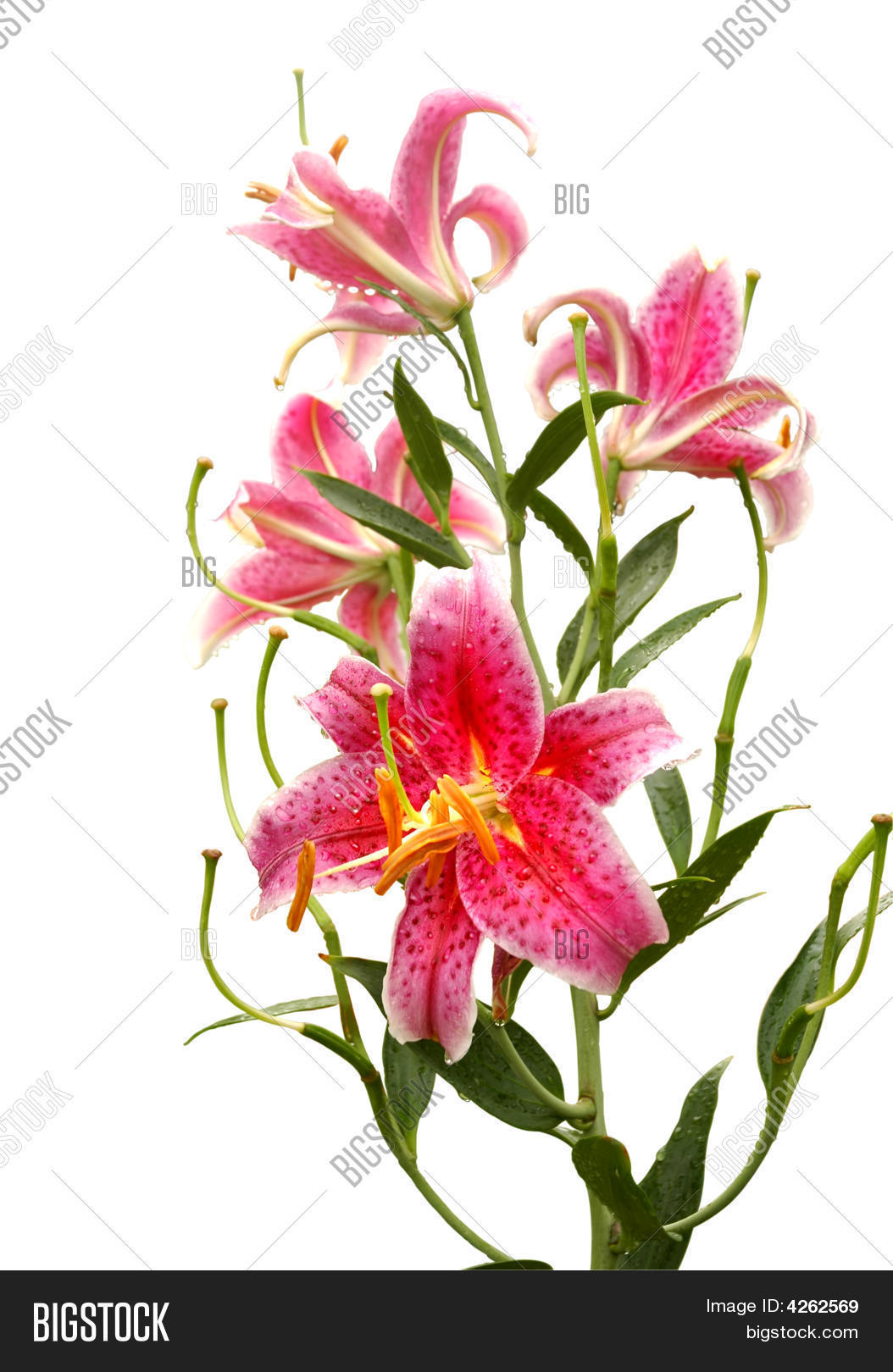 Stargazer Flowers Image & Photo (Free Trial) | Bigstock
