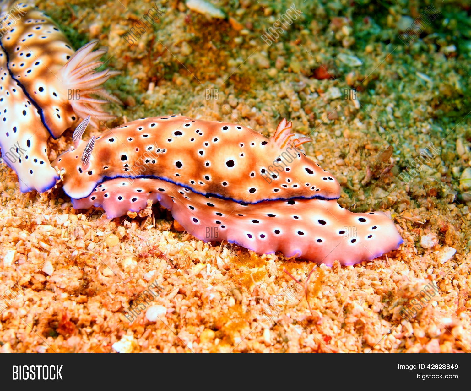 Sea Slugs Philippine Image & Photo (Free Trial) | Bigstock