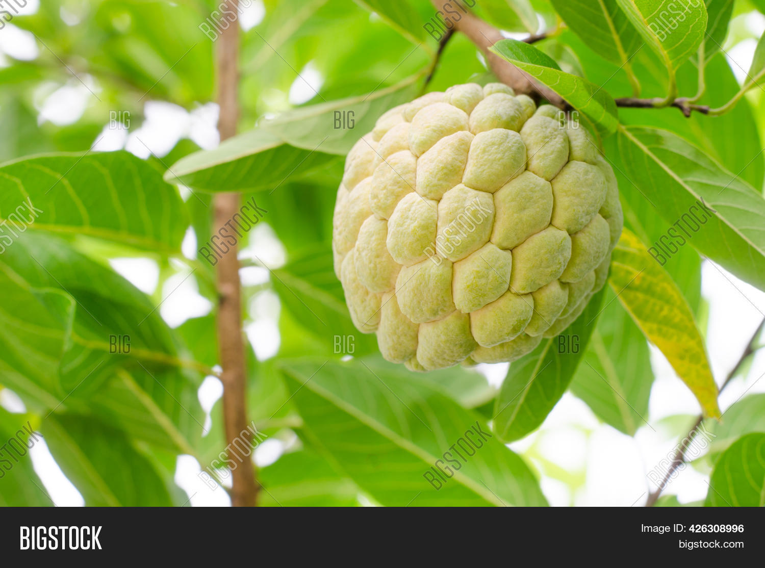 Fresh Custard Apple Image & Photo (Free Trial) | Bigstock