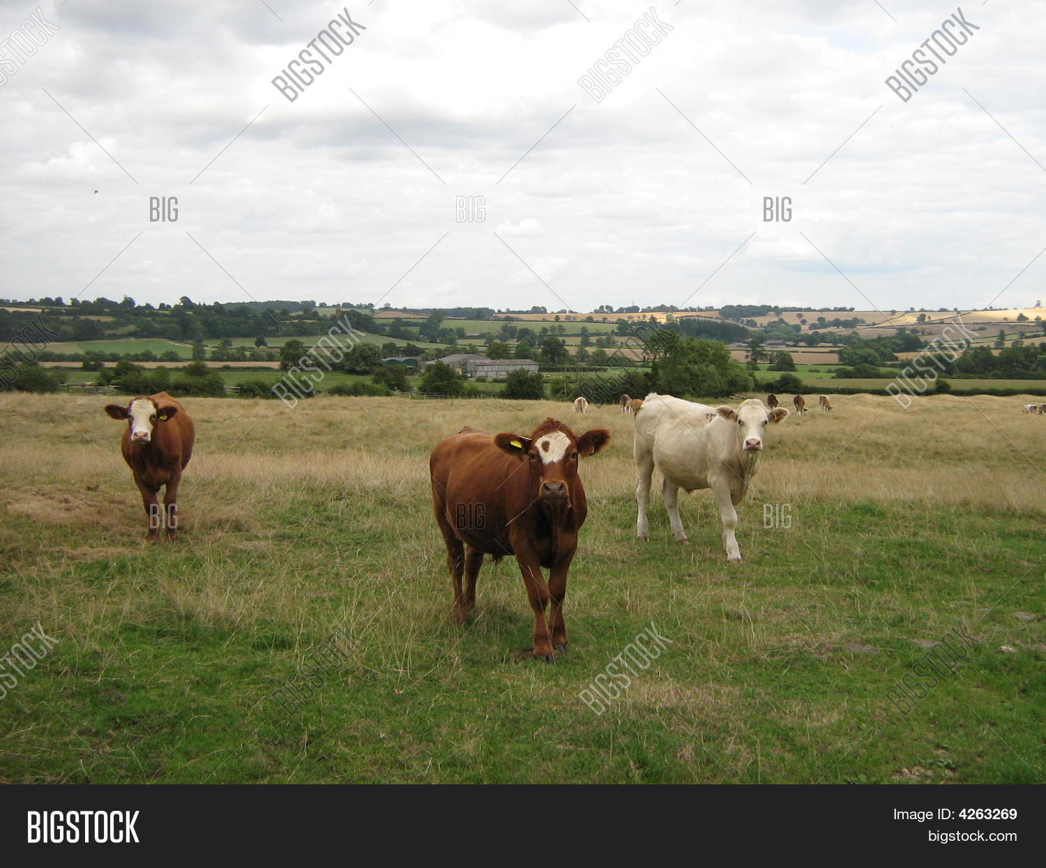 Bull. Bullock. Cows Image & Photo (Free Trial) | Bigstock