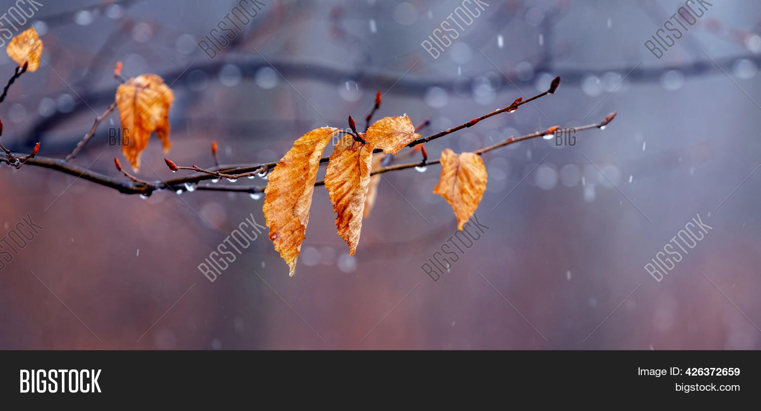 There Wet Snow Forest Image & Photo (Free Trial) | Bigstock