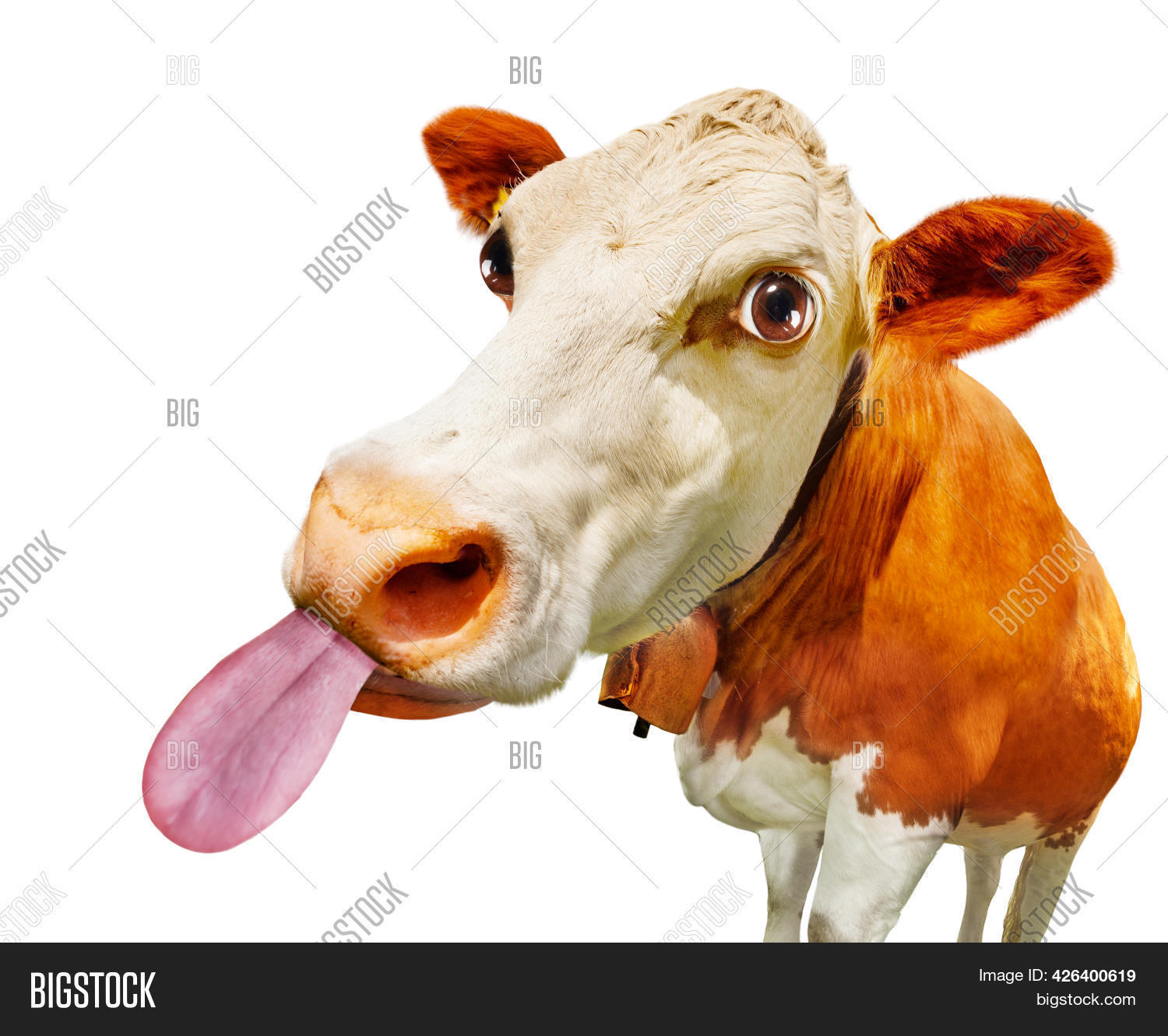 Funny Head Cow Stick Image & Photo (Free Trial) | Bigstock