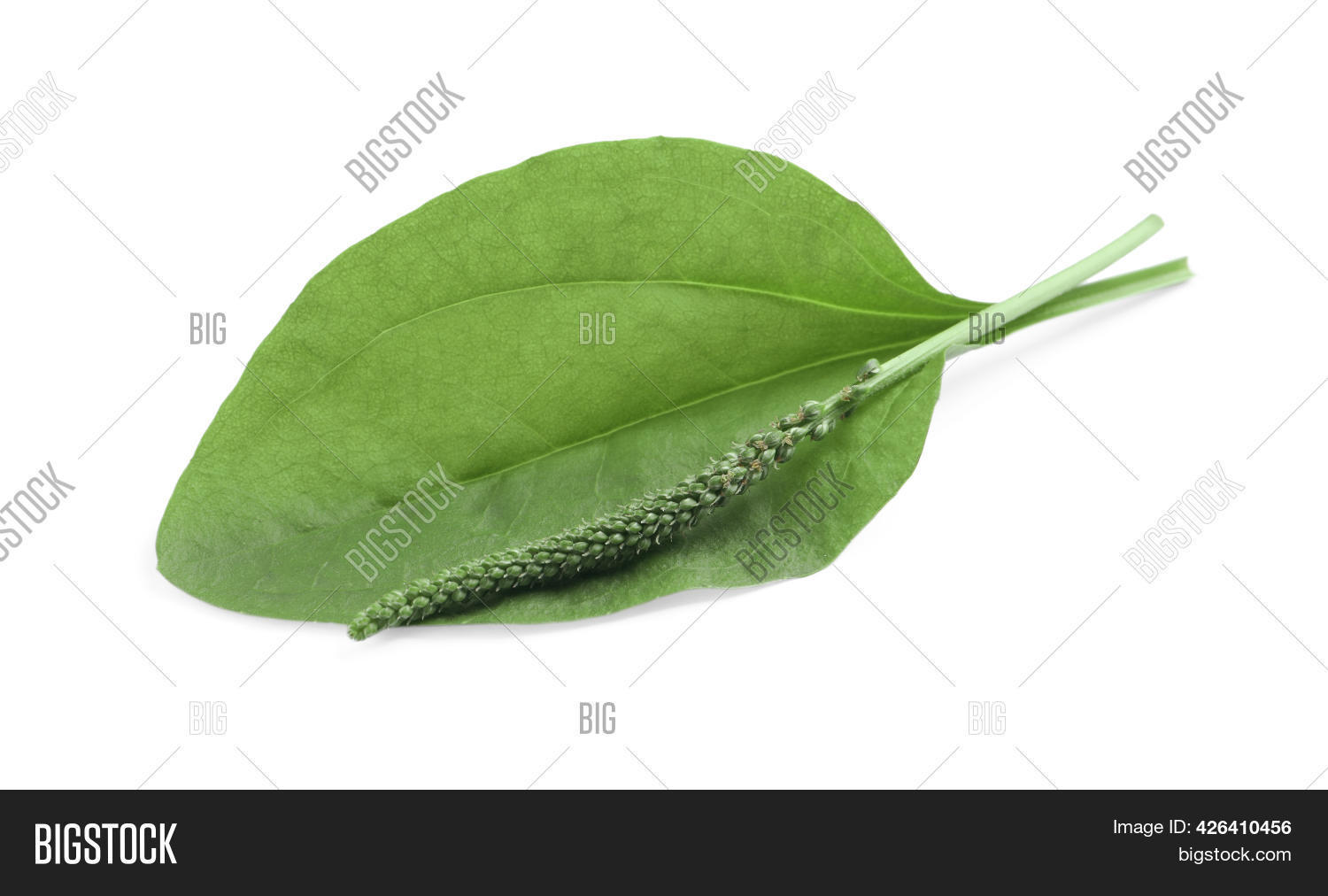 Green Broadleaf Image & Photo (Free Trial) | Bigstock