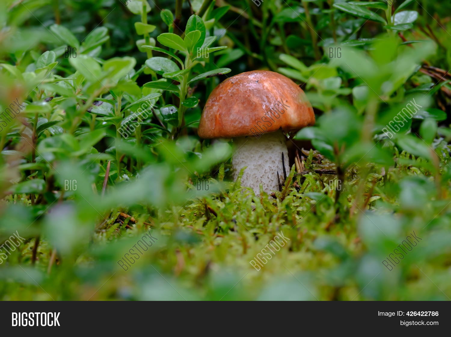 Orange-cap Boletus Image & Photo (Free Trial) | Bigstock