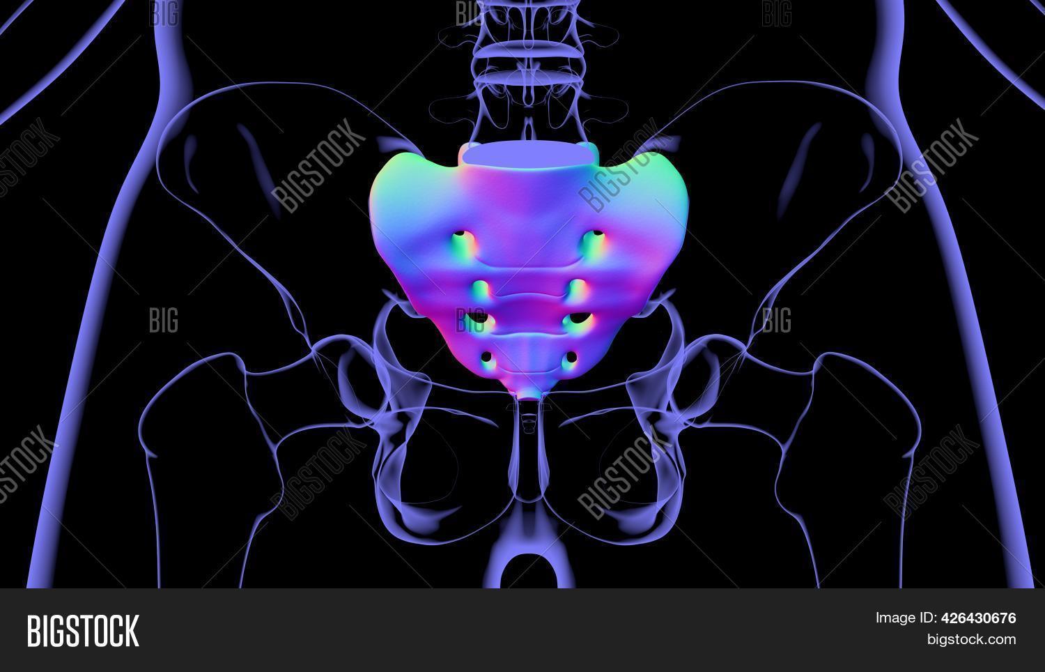 Human Skeleton Anatomy Image & Photo (Free Trial) | Bigstock