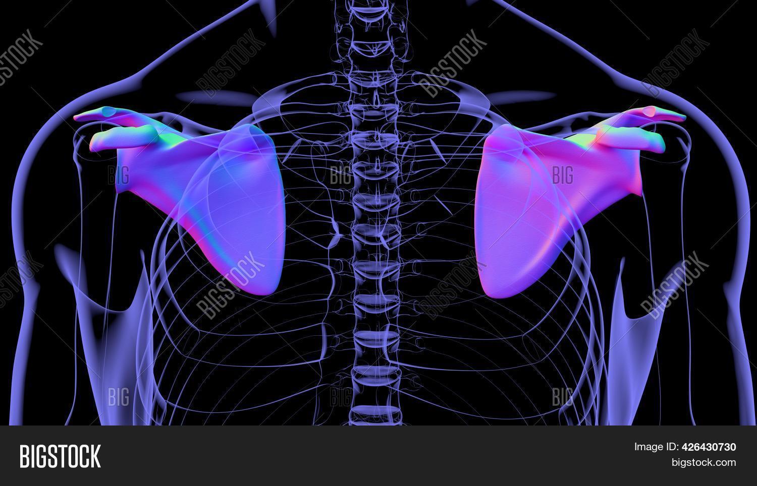 Human Skeleton Anatomy Image & Photo (Free Trial) | Bigstock