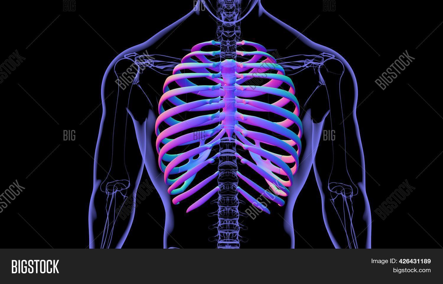 Human Skeleton Anatomy Image & Photo (Free Trial) | Bigstock