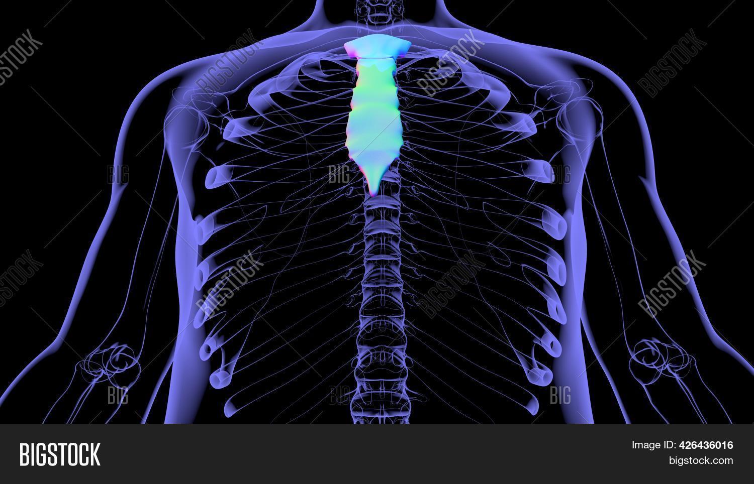 Human Skeleton Sternum Image & Photo (Free Trial) | Bigstock