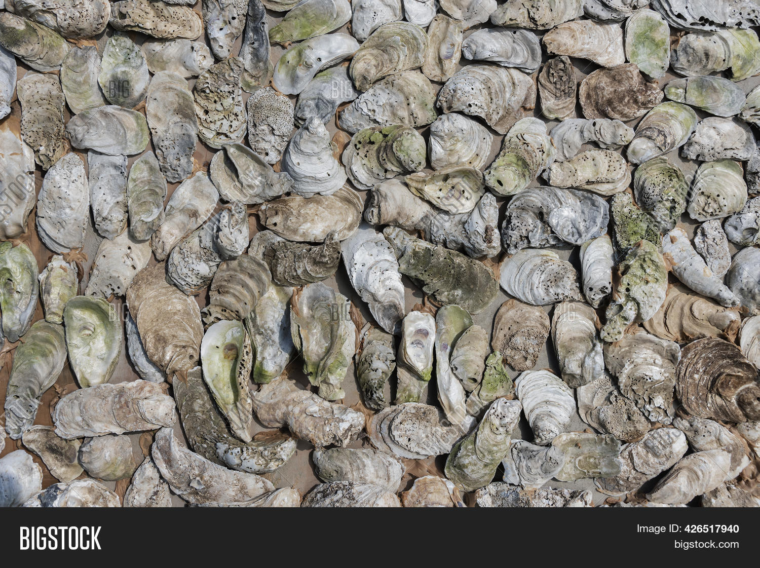 Texture Oyster Shells Image & Photo (Free Trial) | Bigstock