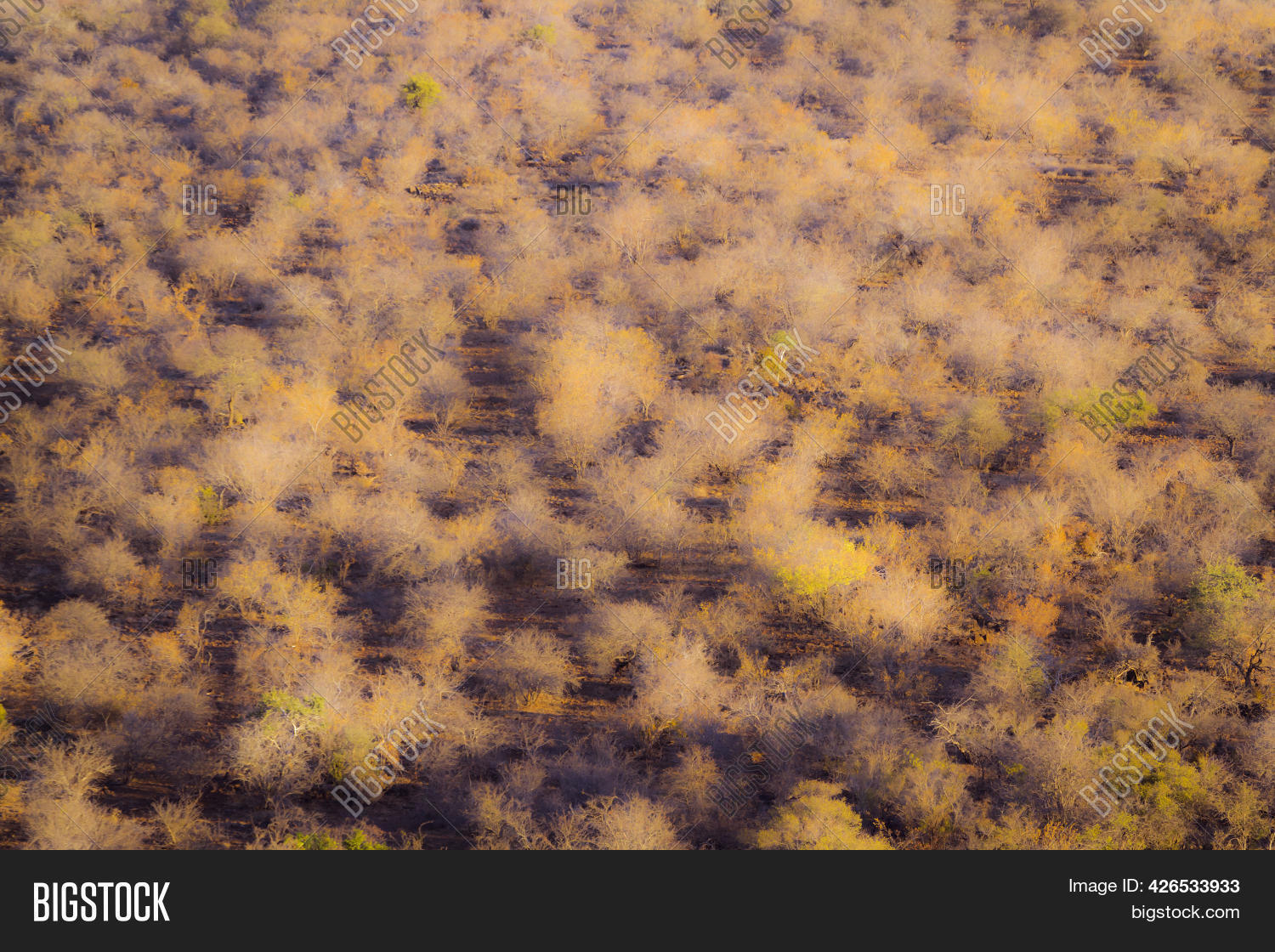 Bushveld Fall Colors Image & Photo (Free Trial) | Bigstock