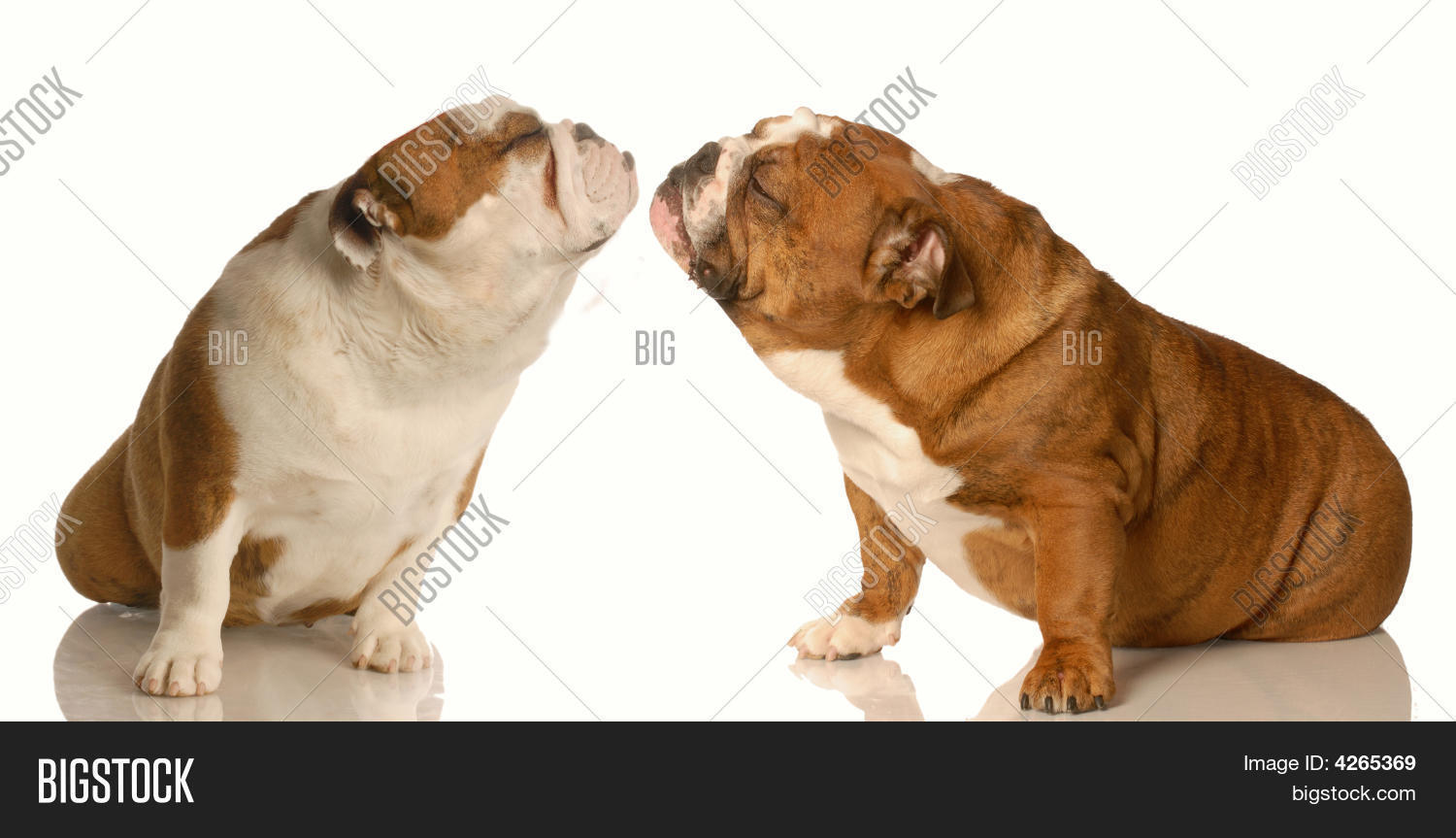Are Bulldogs Loving