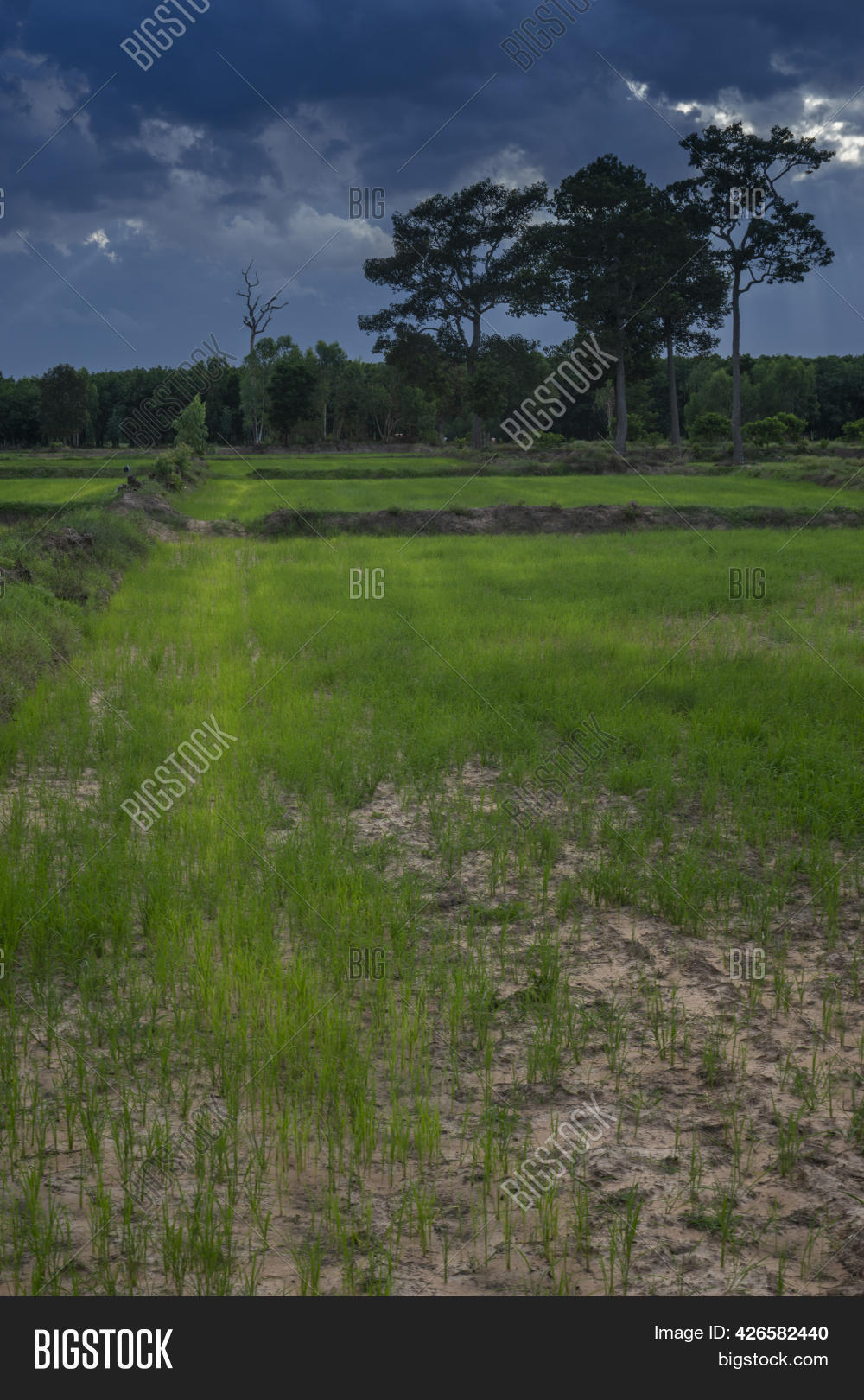 Paddy Field Showing Image & Photo (Free Trial) | Bigstock