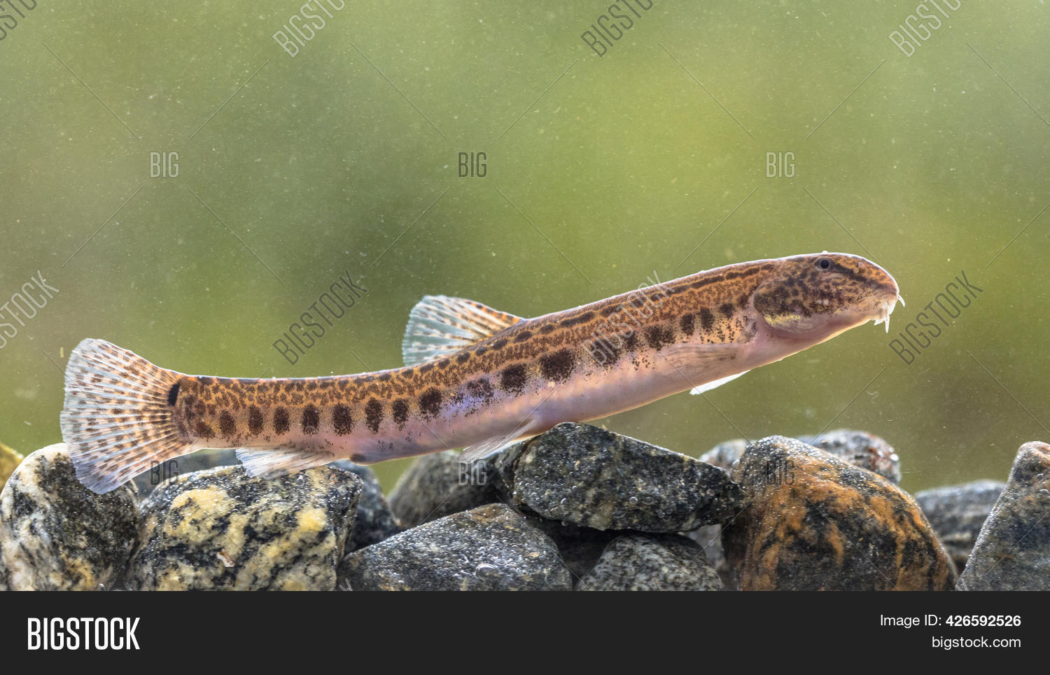 Spined Loach (cobitis Image & Photo (Free Trial) | Bigstock