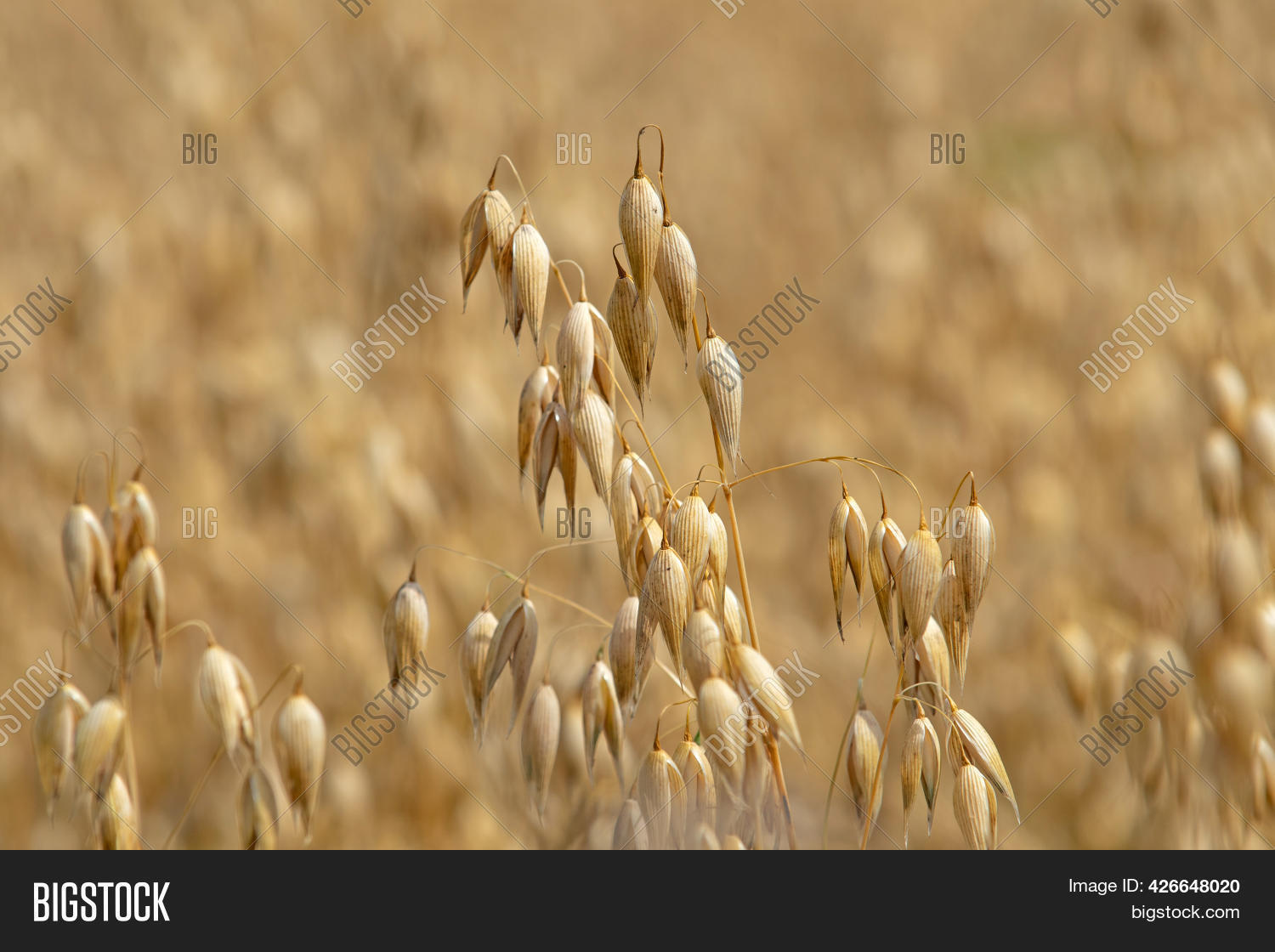 Close Common Oat Image & Photo (Free Trial) | Bigstock