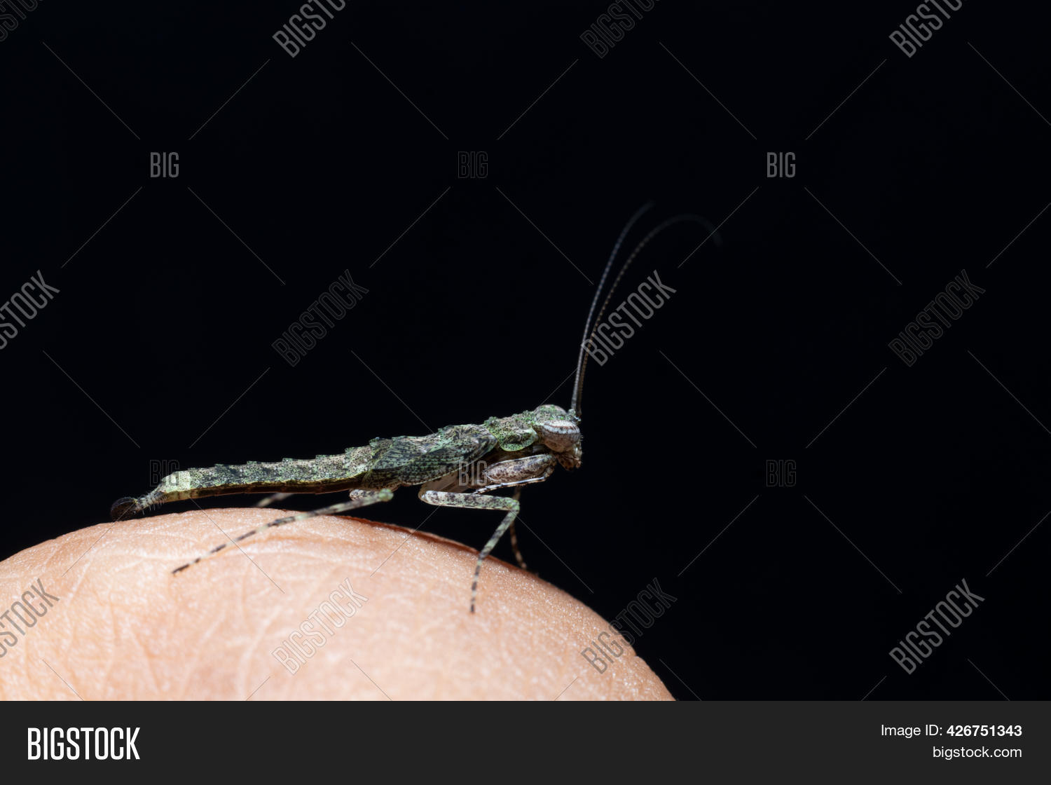 Amorphoscelis Mantis Image & Photo (Free Trial) | Bigstock
