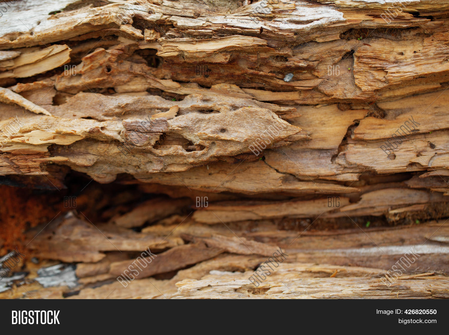 Old Rotten Wood Rotten Image & Photo (Free Trial) | Bigstock