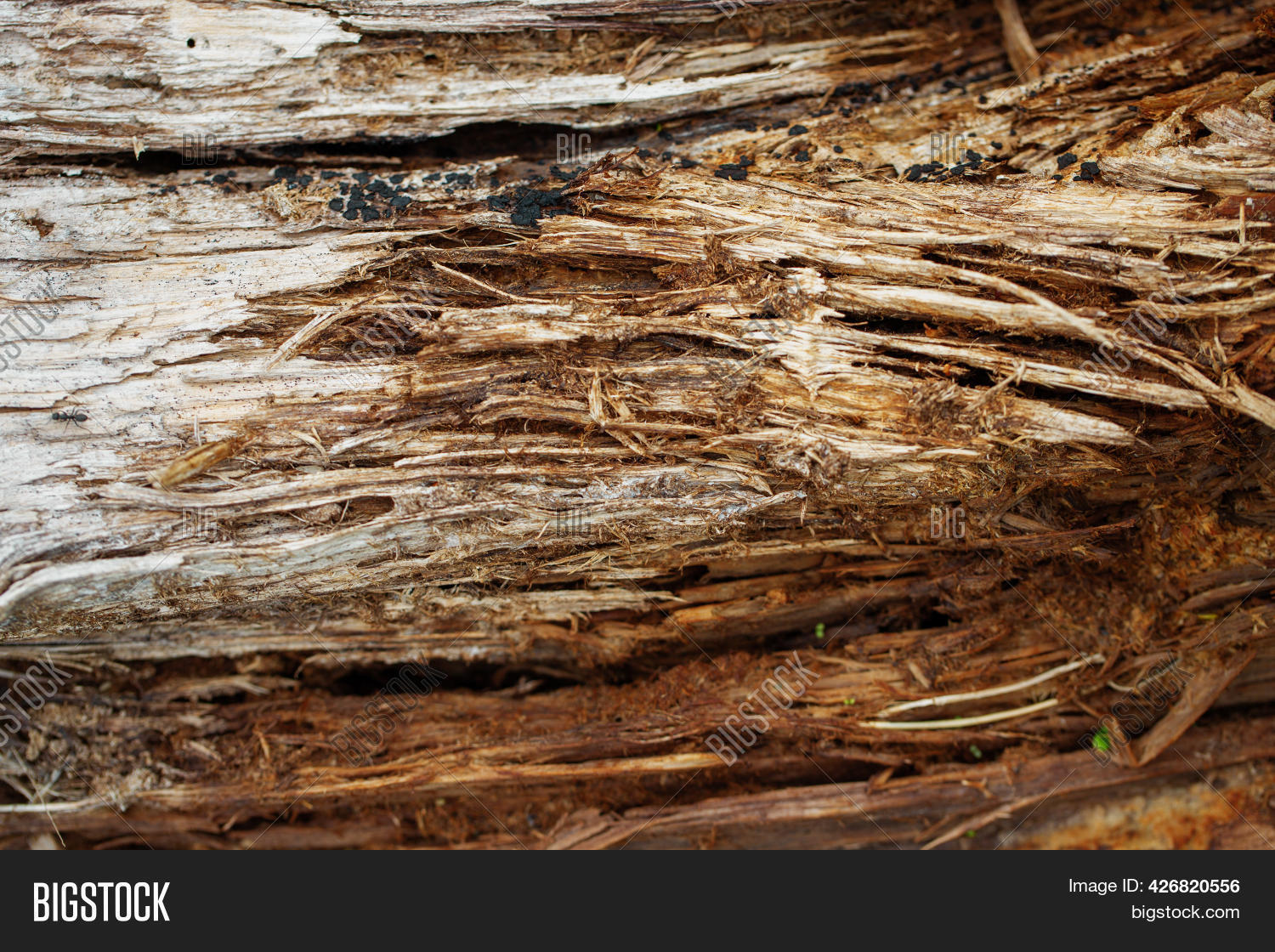 Old Rotten Wood Rotten Image & Photo (Free Trial) | Bigstock