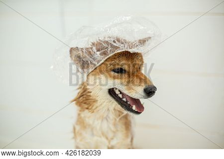 Wet, Funny Cute Shiba Image & Photo (Free Trial) | Bigstock