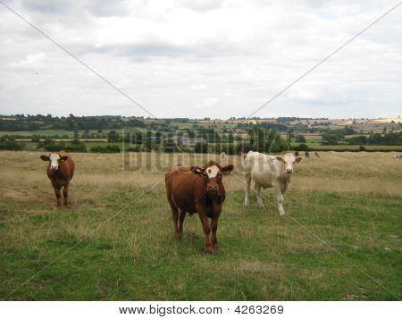Bull. Bullock. Cows Image & Photo (Free Trial) | Bigstock