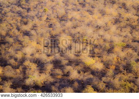 Bushveld Fall Colors Image & Photo (Free Trial) | Bigstock