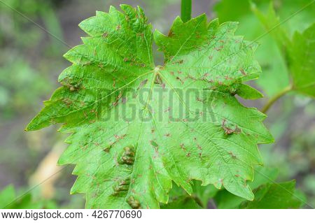 Close- Grapevine Image & Photo (Free Trial) | Bigstock