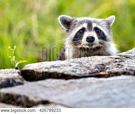 Cute Raccoon Face Image & Photo (Free Trial) | Bigstock
