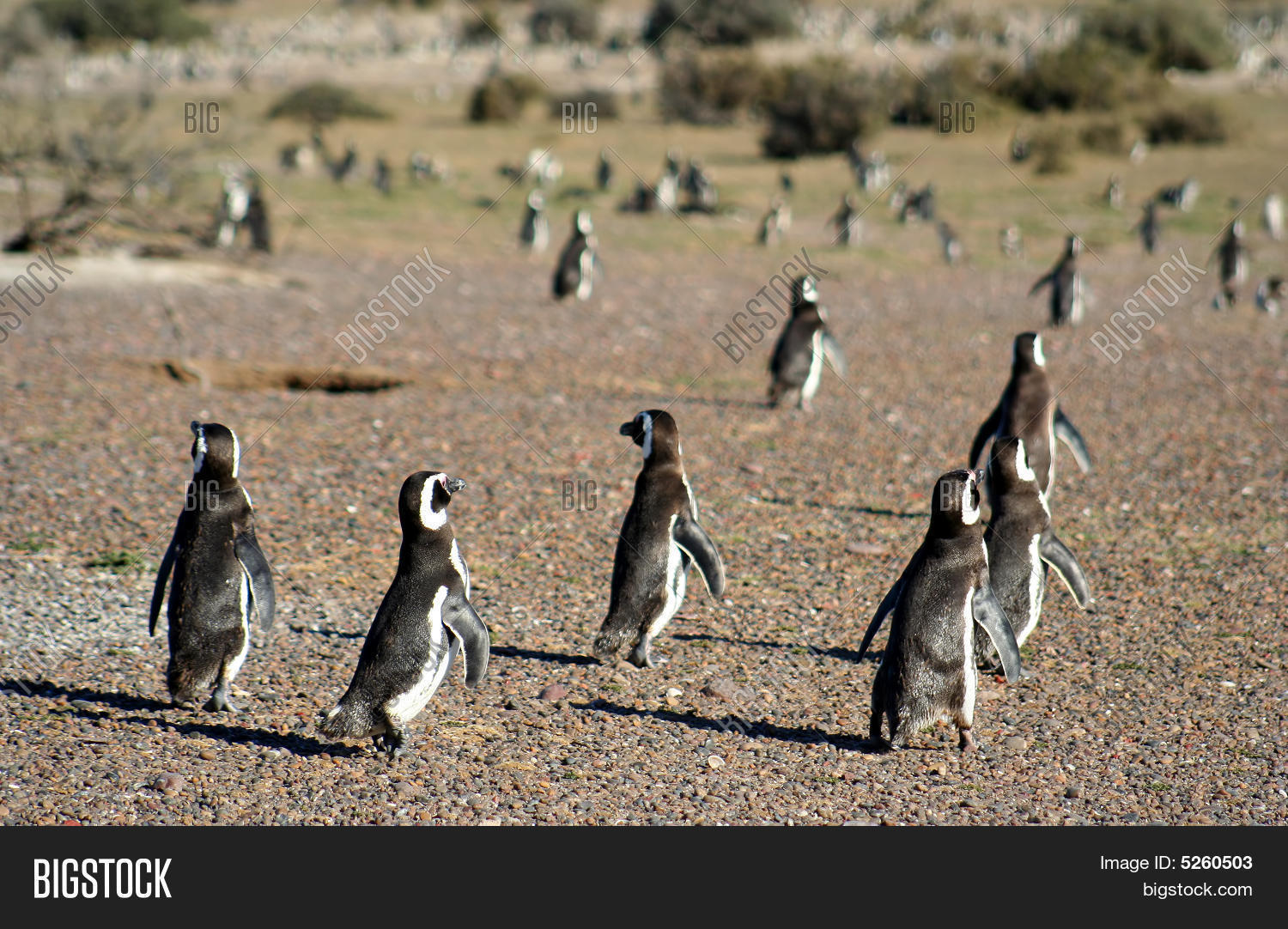 Penguins Marching Image & Photo (Free Trial) | Bigstock