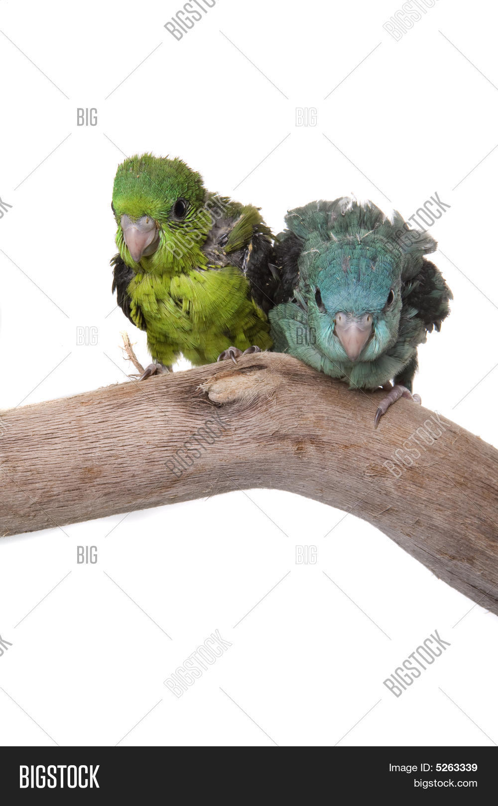 Parakeet, Lineolated, Image & Photo (Free Trial) | Bigstock