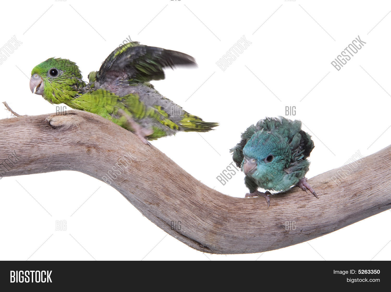Parakeet, Lineolated, Image & Photo (Free Trial) | Bigstock