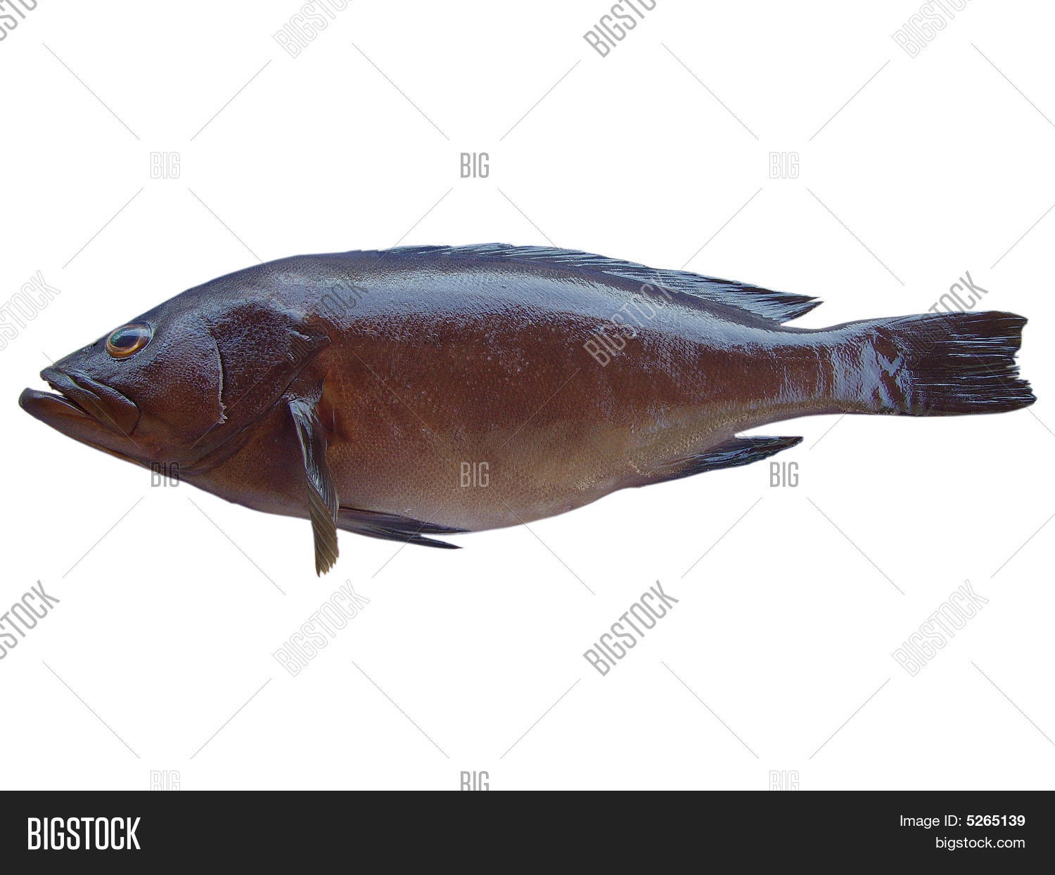 Black Lahos Fish Image & Photo (Free Trial) | Bigstock